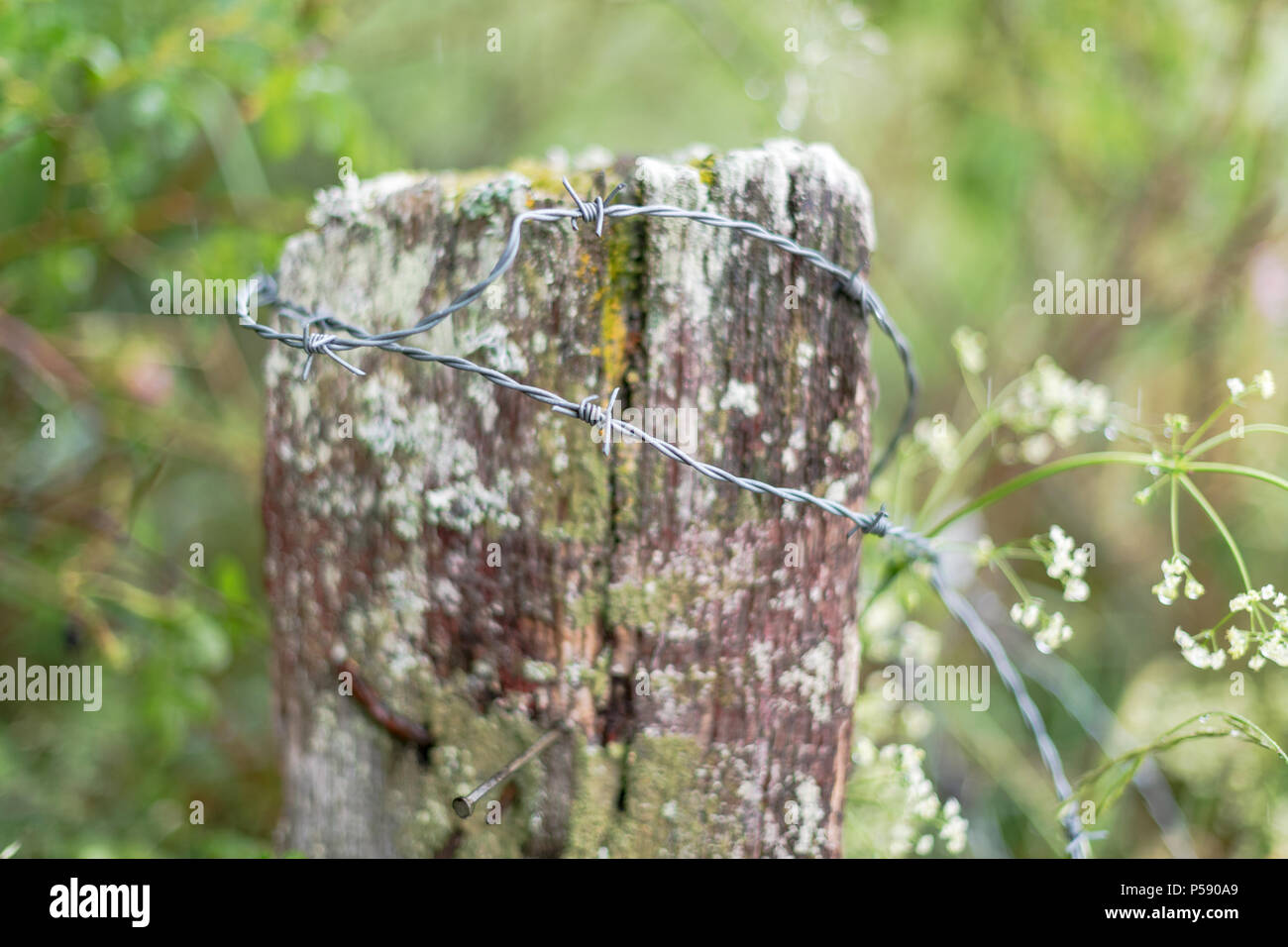 Pole weed hi-res stock photography and images - Alamy