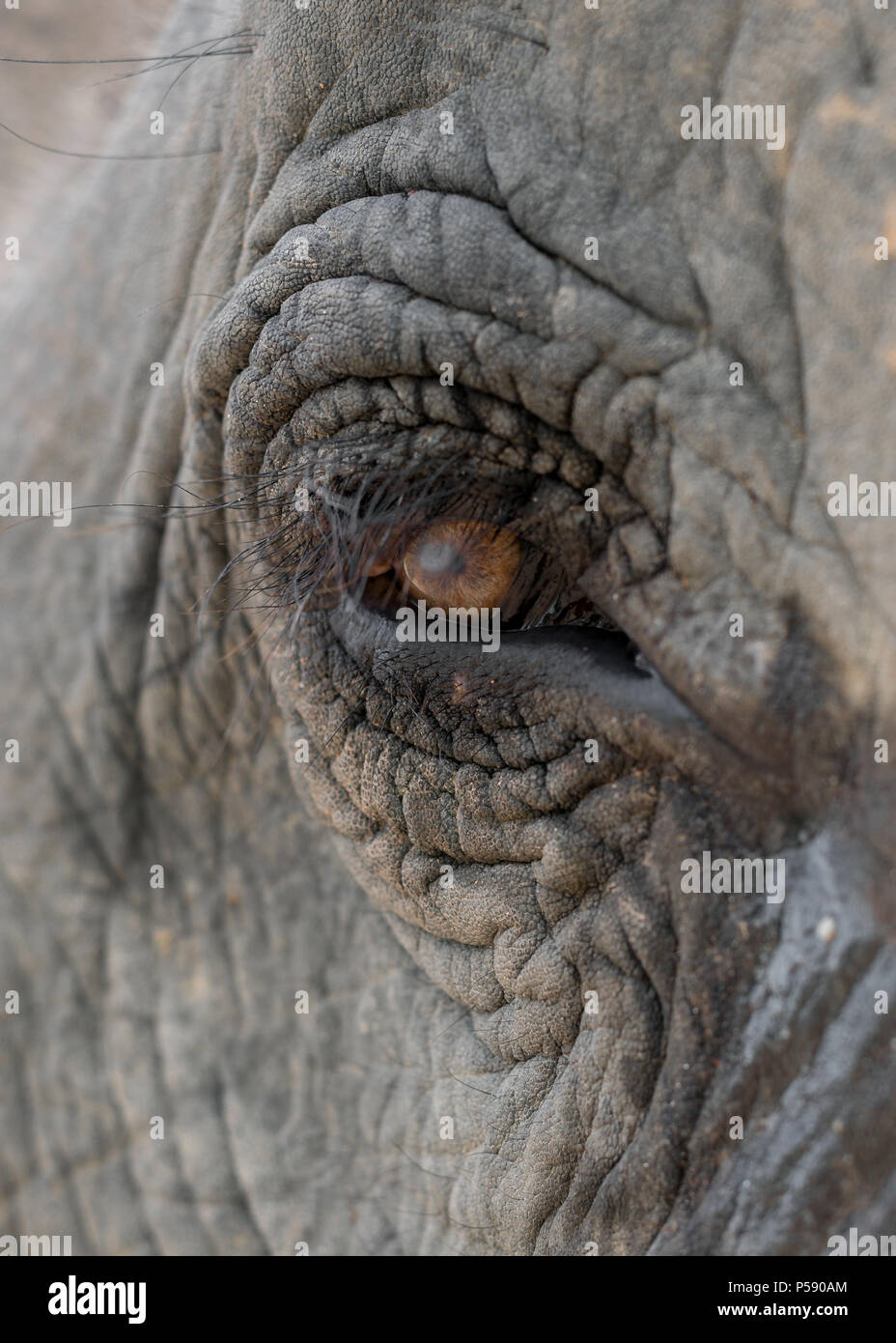 Elephant tears hi-res stock photography and images - Alamy