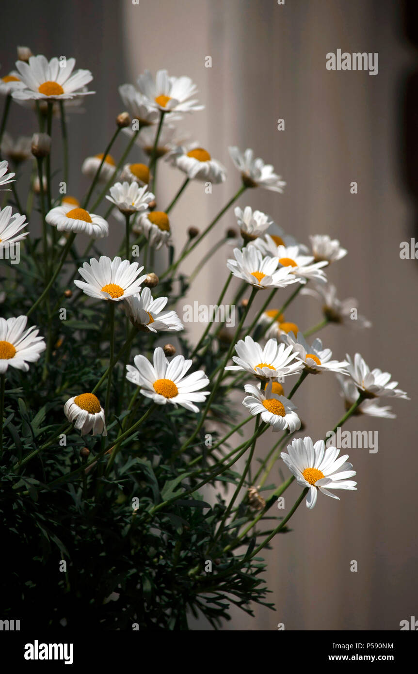 Marguerite daisies hi-res stock photography and images - Alamy