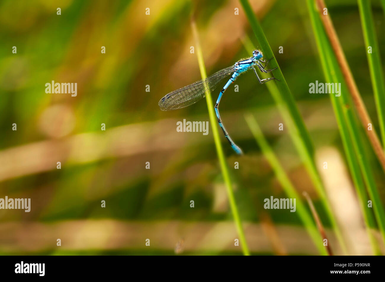 Common Blue Damsel fly / Enallagma cyathigerum Stock Photo - Alamy