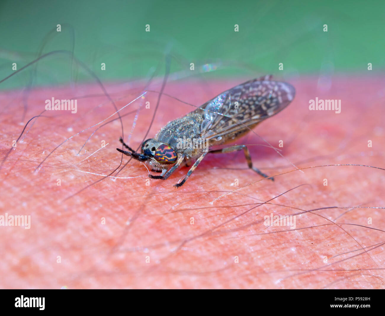 Horse Fly Tabanus bromius biting human hand Stock Photo - Alamy
