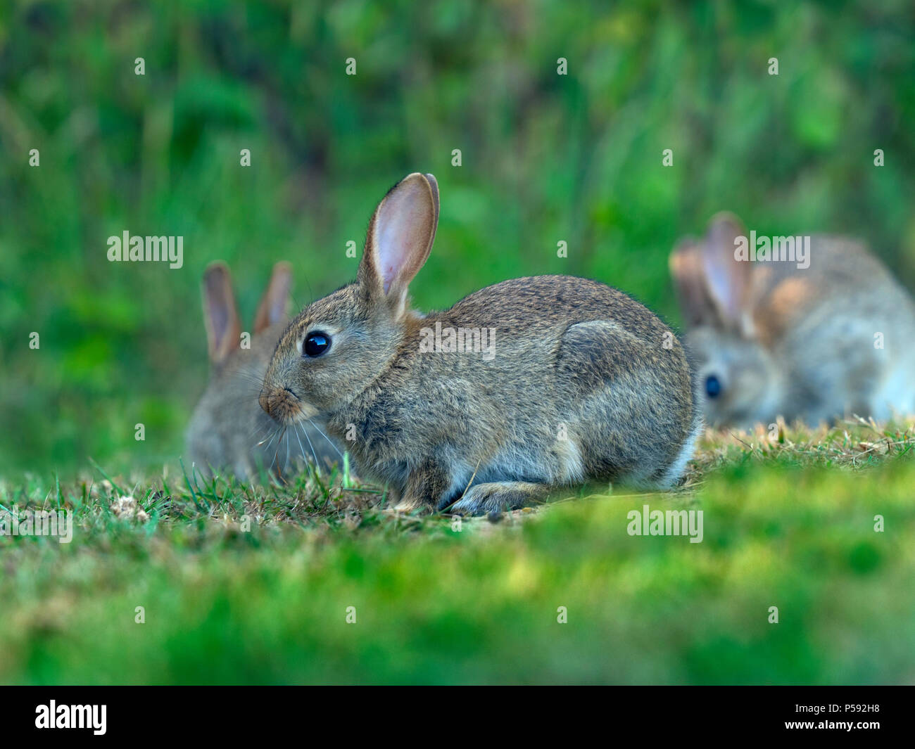 Rabbit Oryctolagus cuniculus young grazing on field edge Stock Photo ...