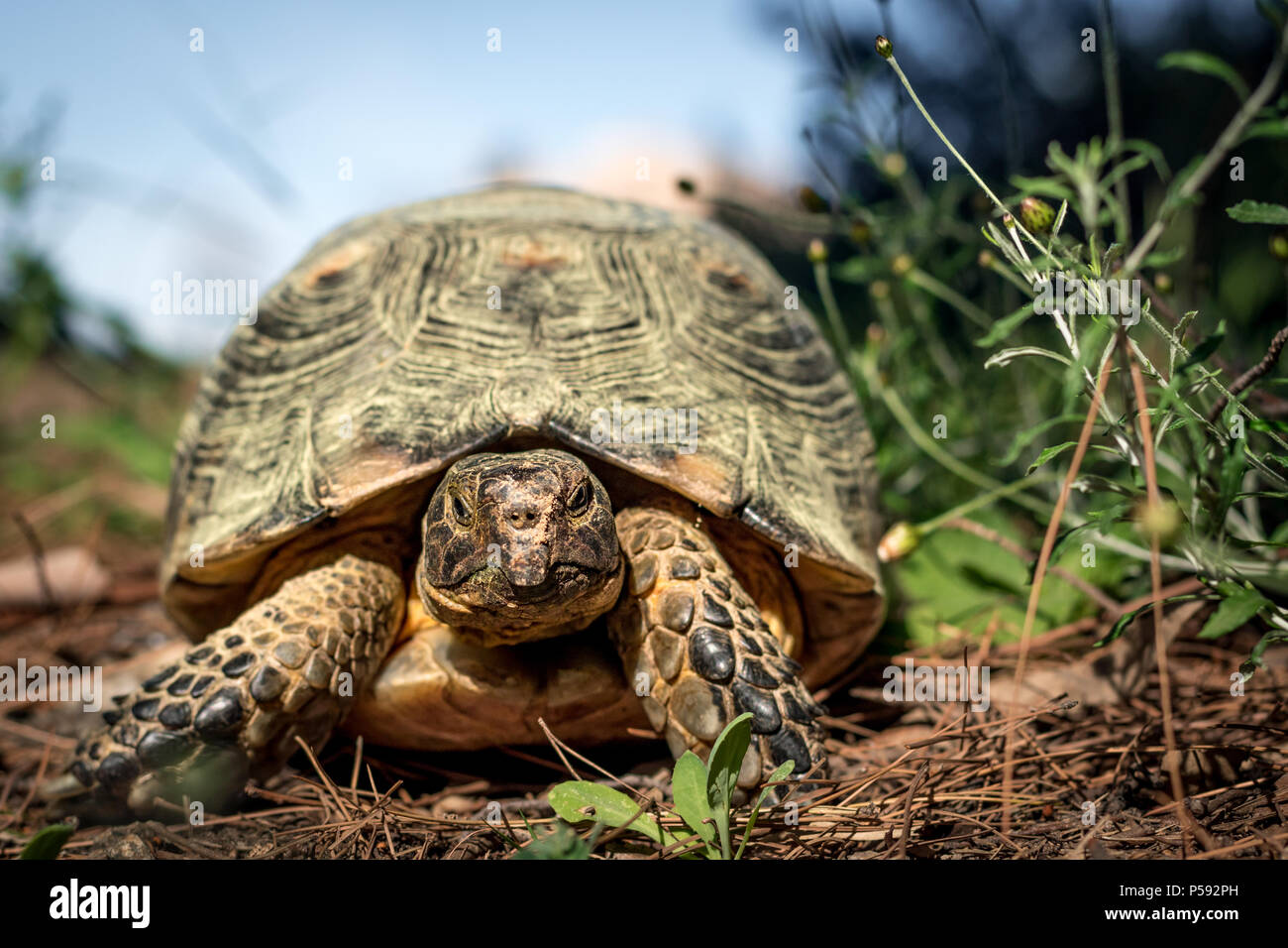 Moving tortoise hi-res stock photography and images - Alamy