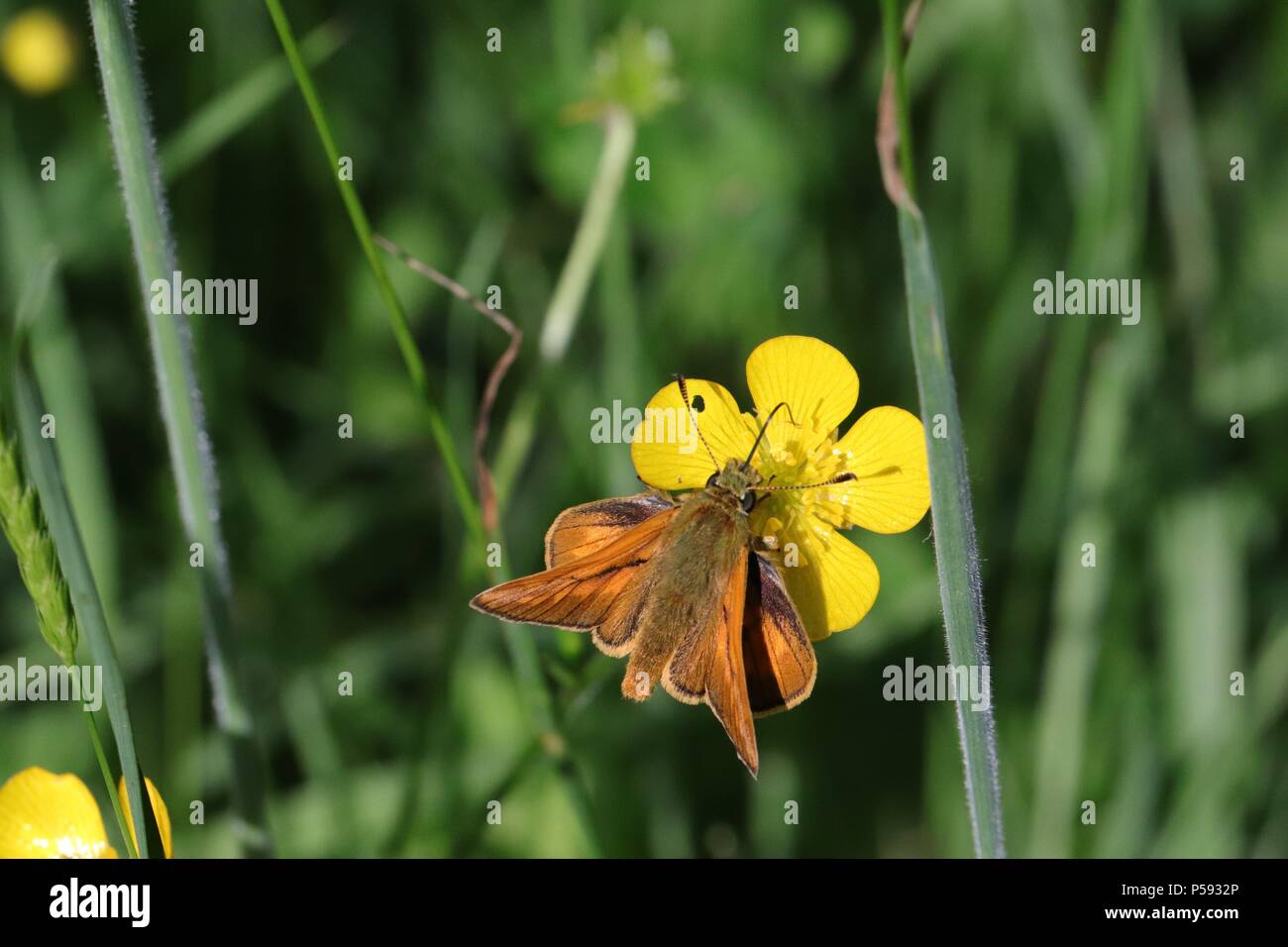Yellow skipper hi-res stock photography and images - Alamy