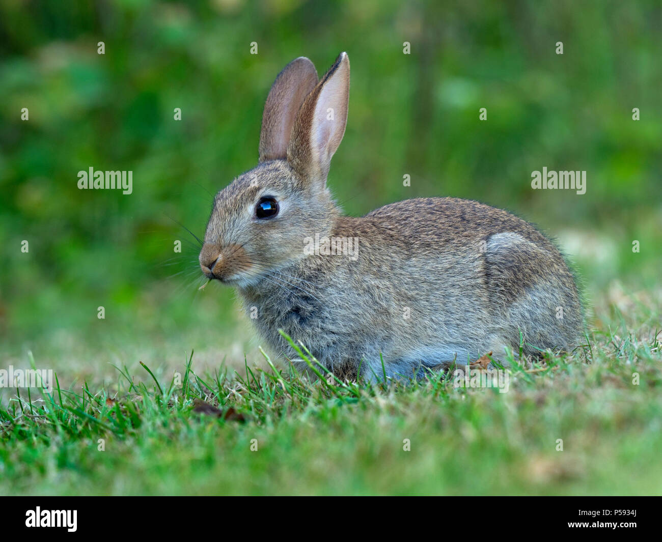 Social garden hi-res stock photography and images - Alamy