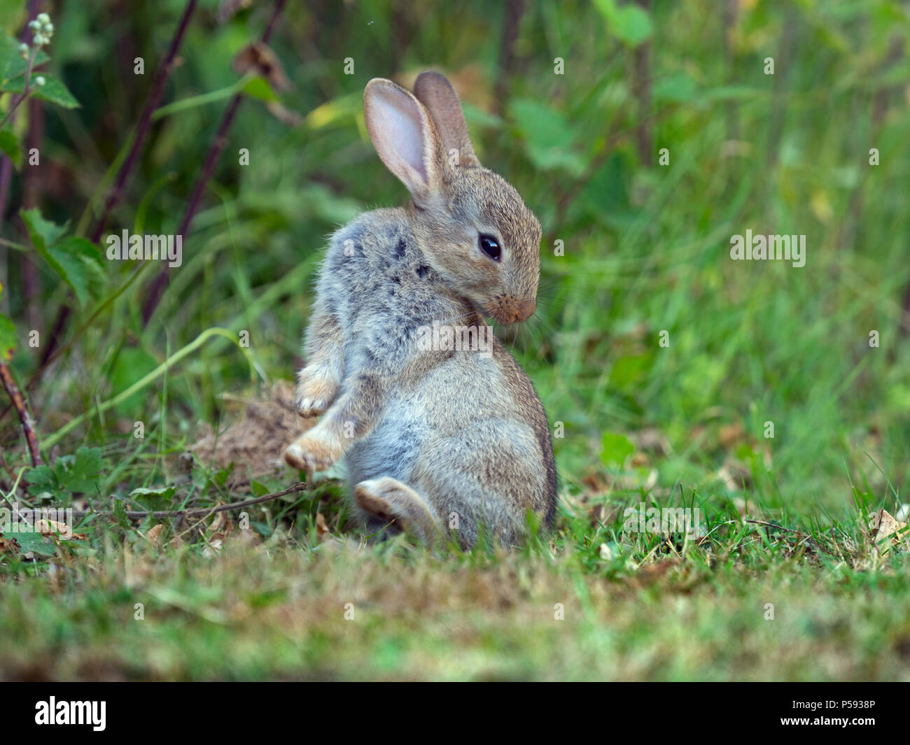 Rabbit Oryctolagus cuniculus young grazing on field edge Stock Photo ...