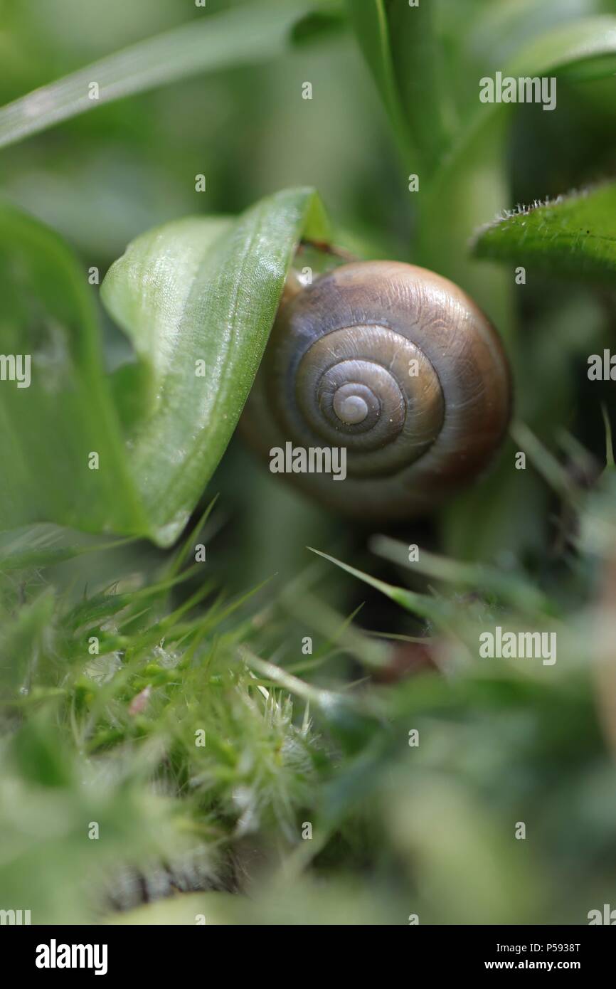 Patterned snail shell hi-res stock photography and images - Alamy