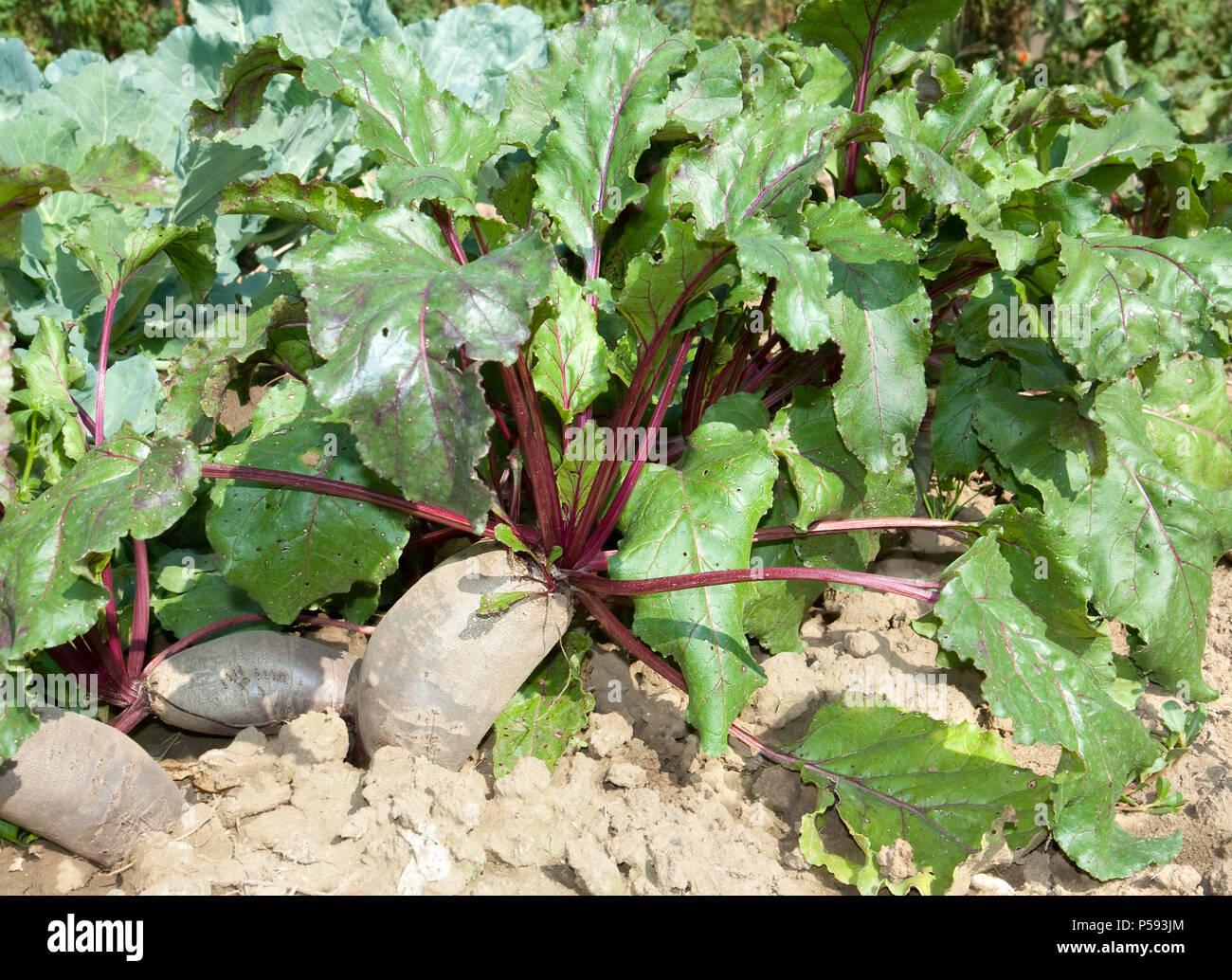 Beetroot head hi-res stock photography and images - Alamy