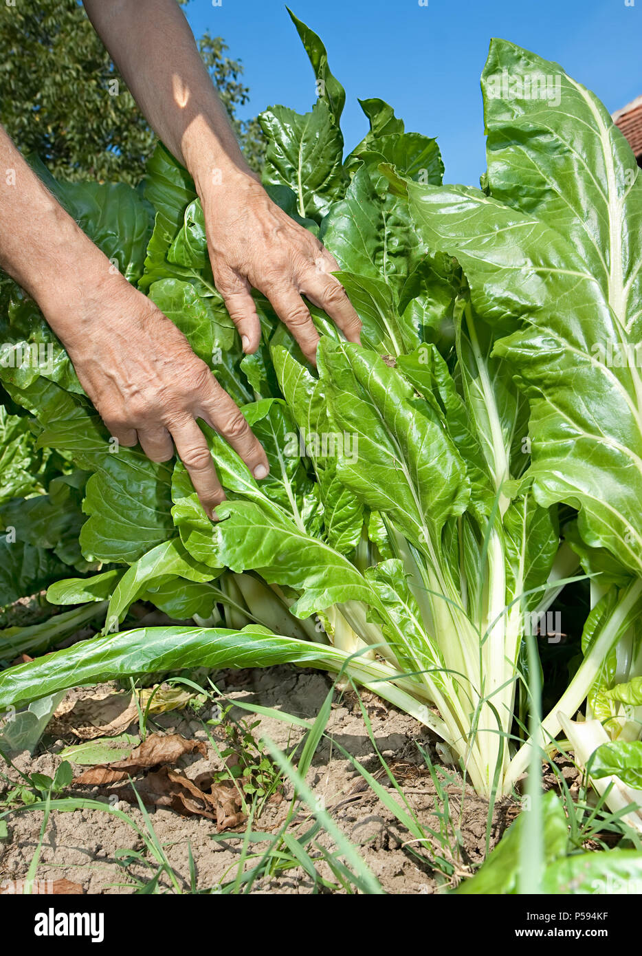 Mangel hi-res stock photography and images - Alamy