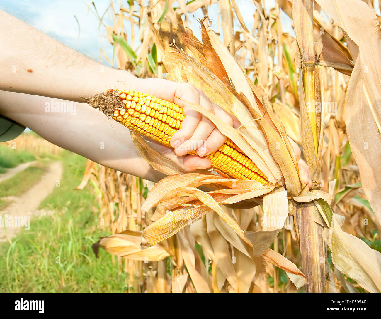 Bundle of corn hi-res stock photography and images - Alamy