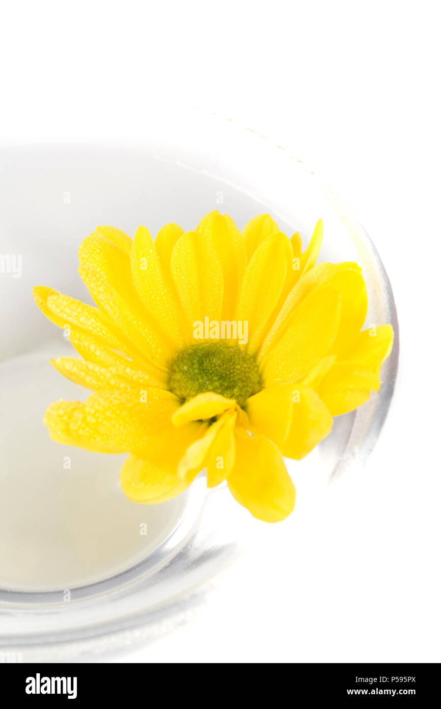 yellow flower close up floating in water Stock Photo - Alamy