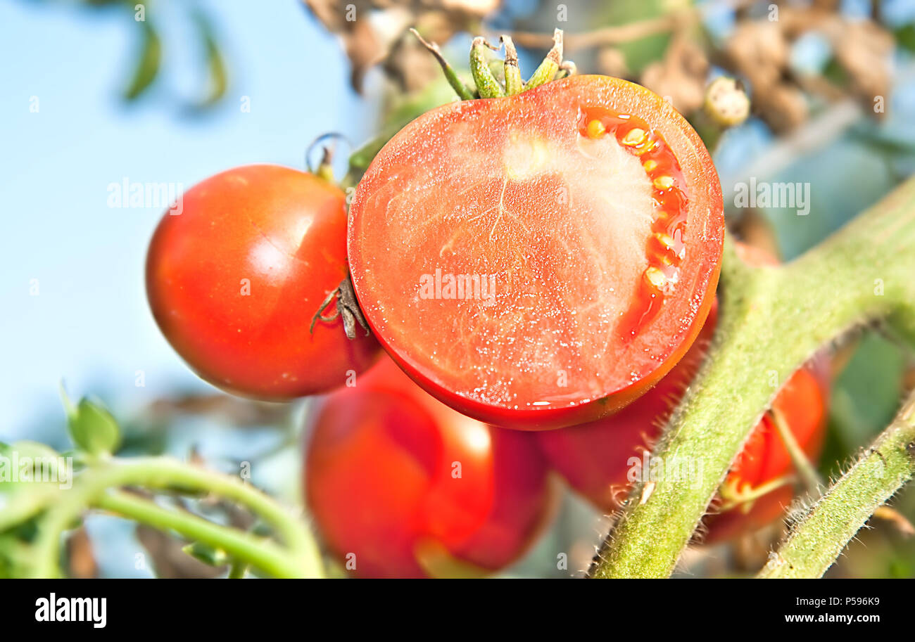 Half sliced tomato in the garden against blue sky, summer season Stock ...