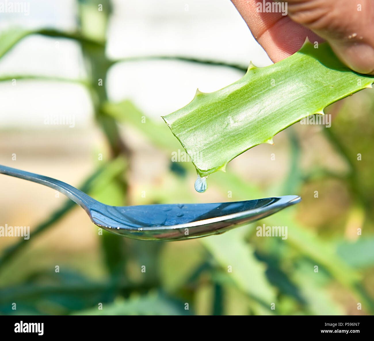 Filtrate aloya in spoon,, preparing remedy, medicament Stock Photo - Alamy
