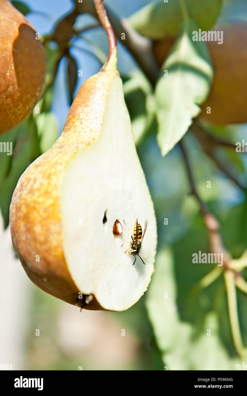 Branch axis hi-res stock photography and images - Alamy