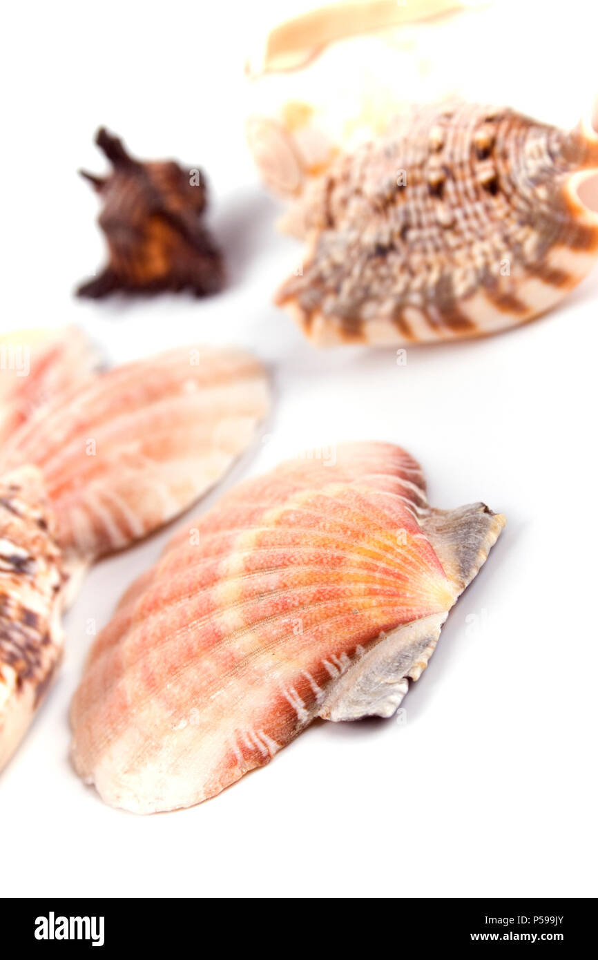 various kinds of shells on white background Stock Photo - Alamy