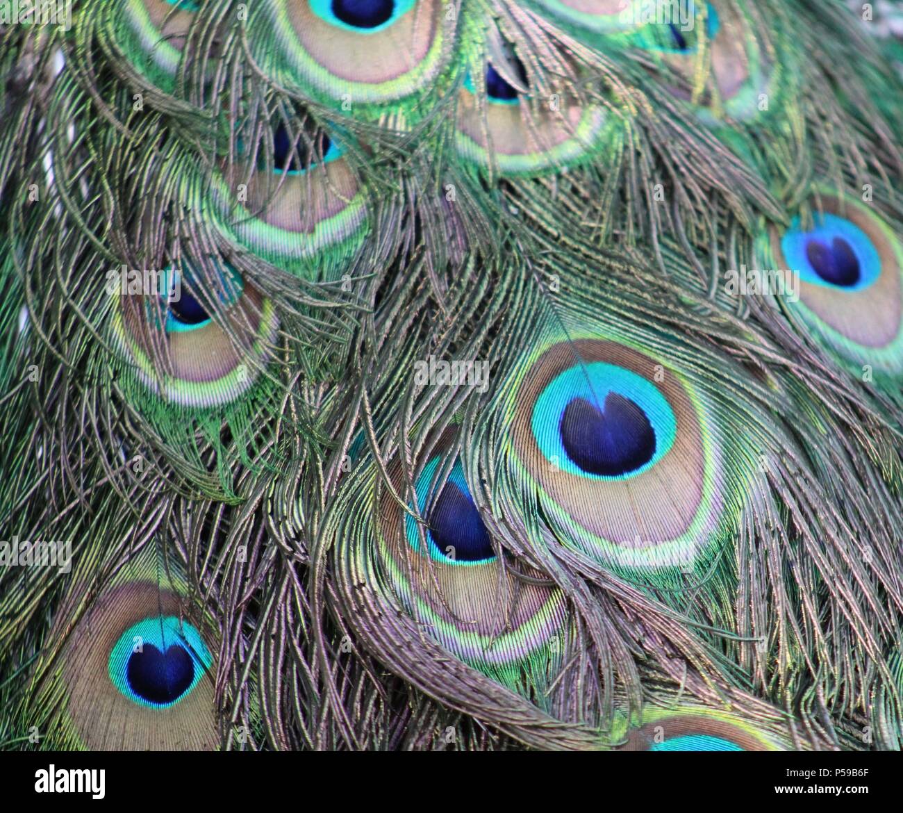 Call colours hi-res stock photography and images - Alamy