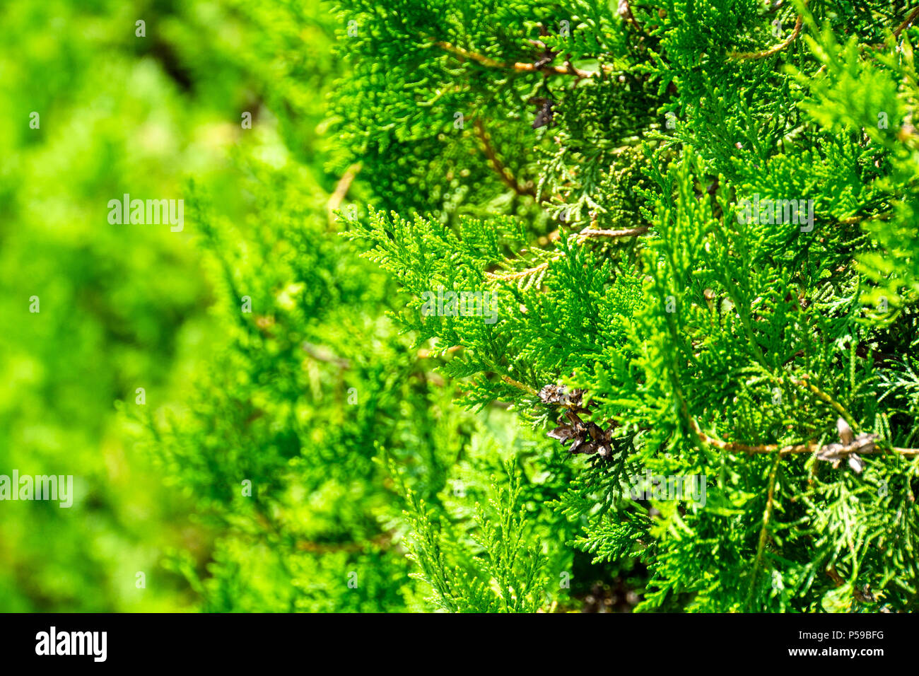 Cancer Bush Stock Photos & Cancer Bush Stock Images - Alamy