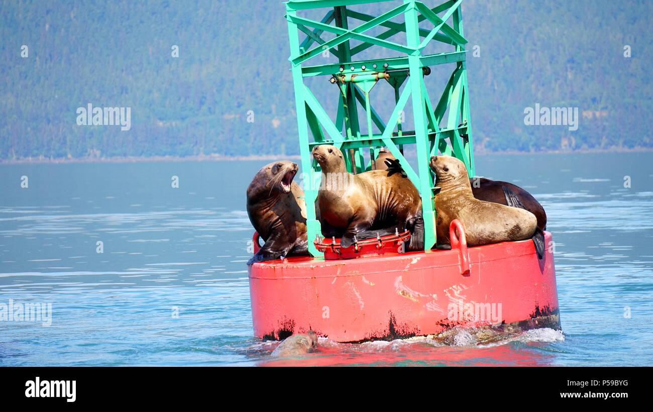 Alaska seals hi-res stock photography and images - Alamy