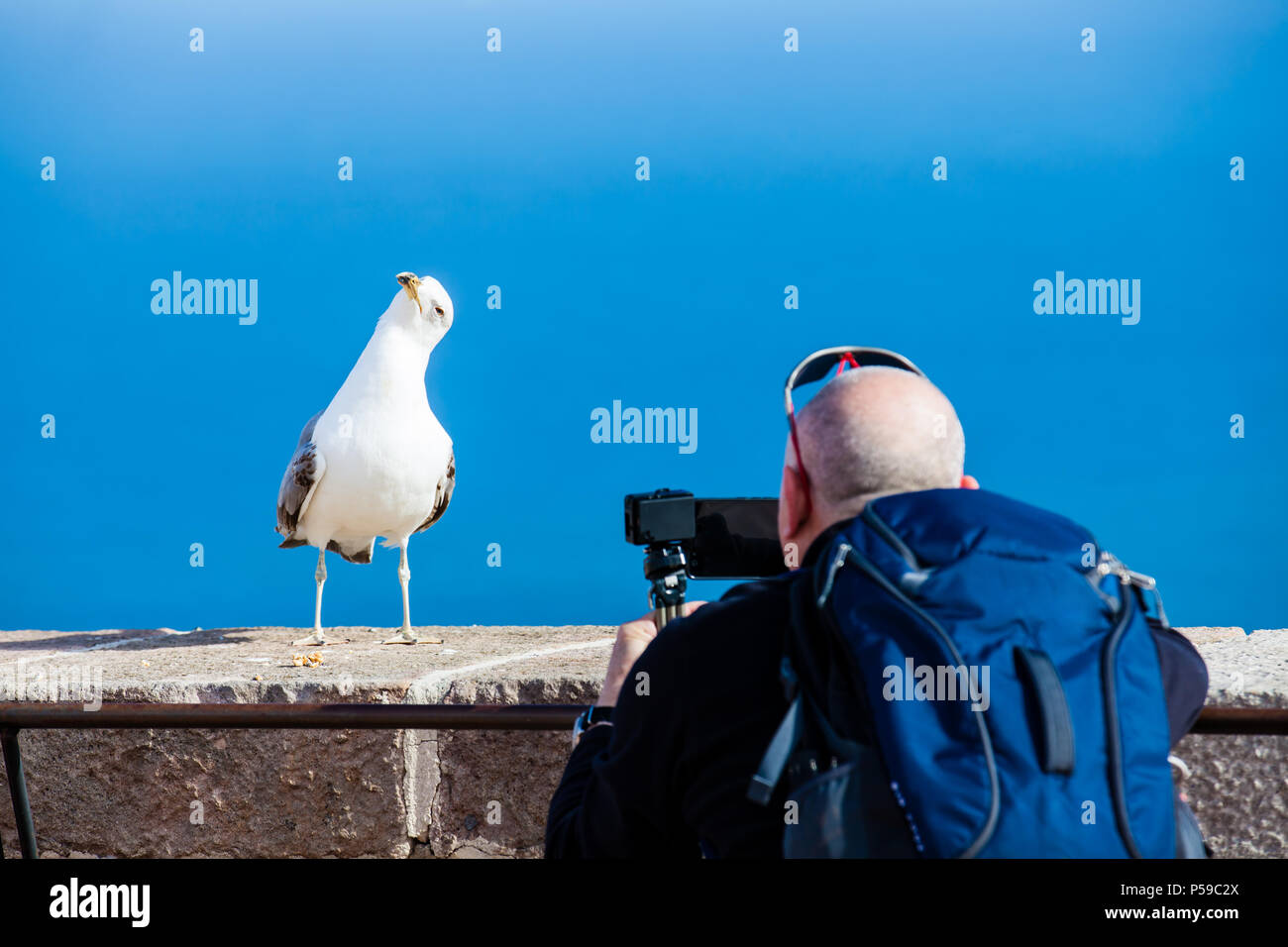 Man taking a bird picture with his cellphone Stock Photo - Alamy