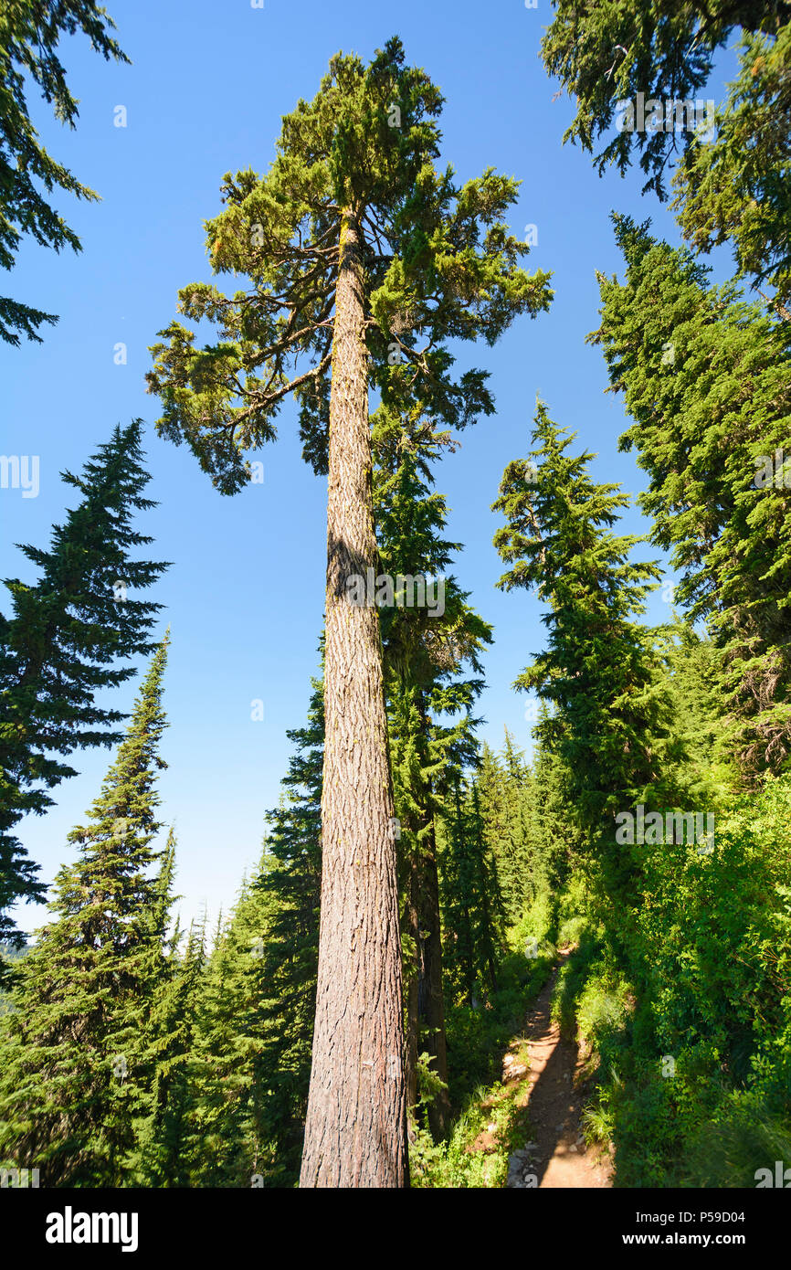 Tall Pine on the Grandmother Mountain Trail in Idaho Stock Photo - Alamy