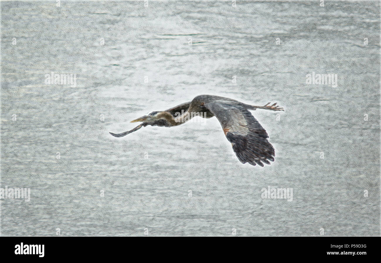Great Blue Heron flying low over water Stock Photo - Alamy