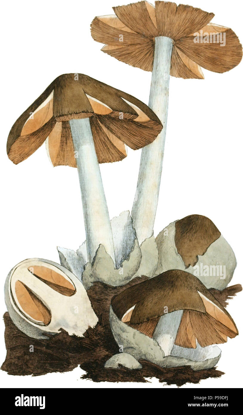 Volvariella Volvacea