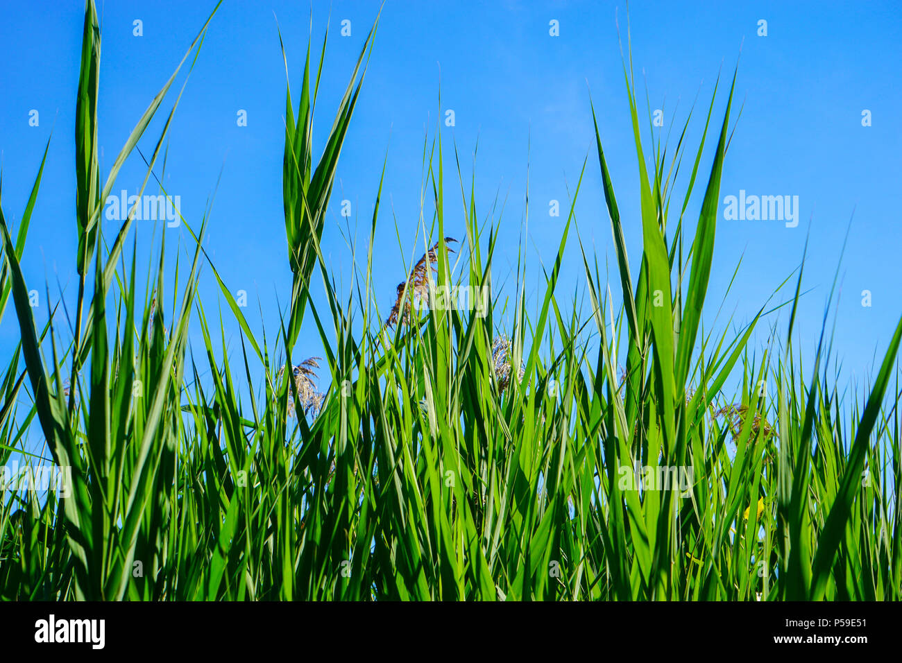 Tall grass and weeds hi-res stock photography and images - Alamy