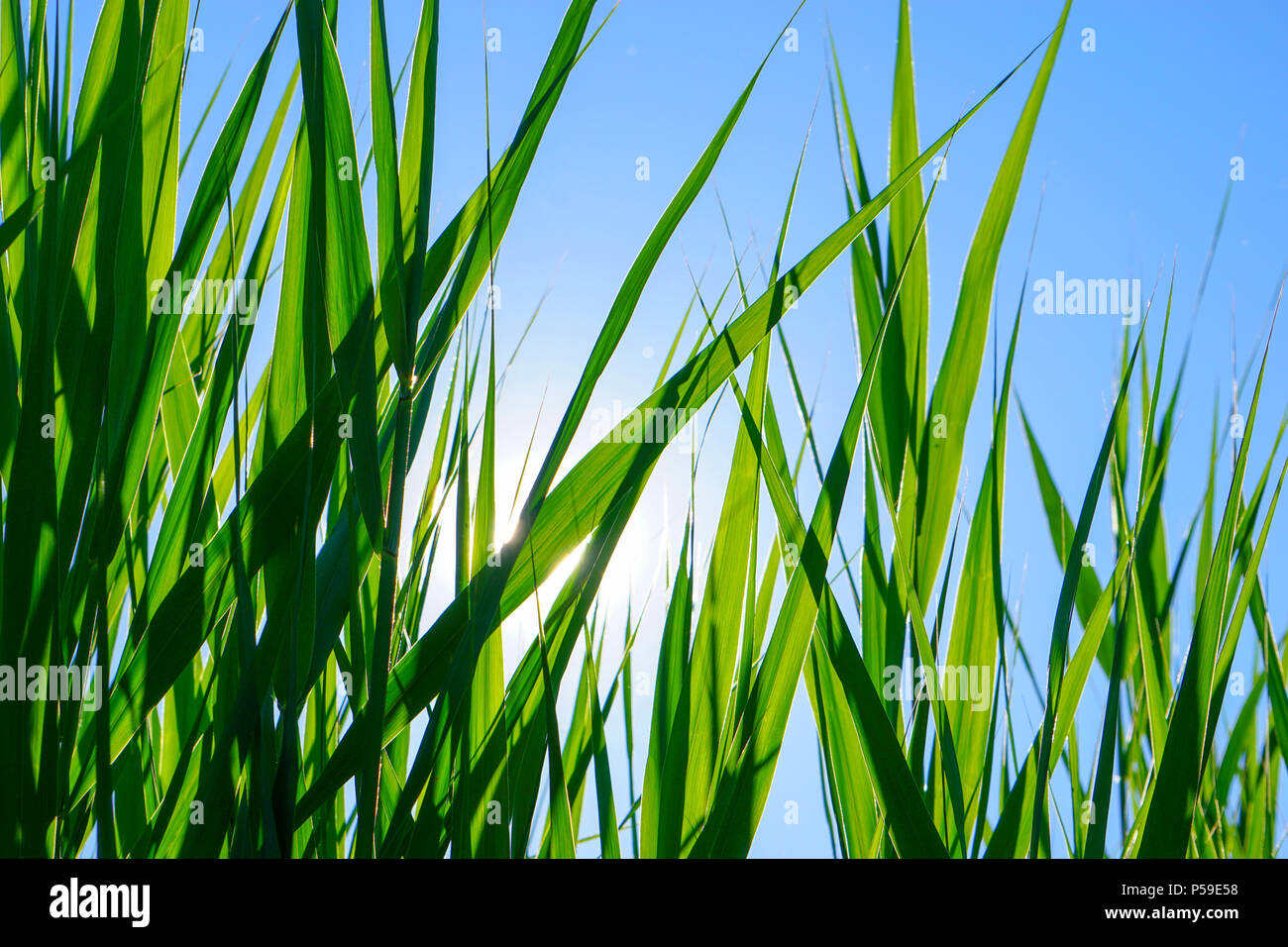 Tall bush grass hi-res stock photography and images - Alamy
