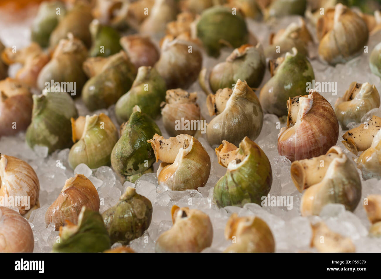 Edible whelk hi-res stock photography and images - Alamy