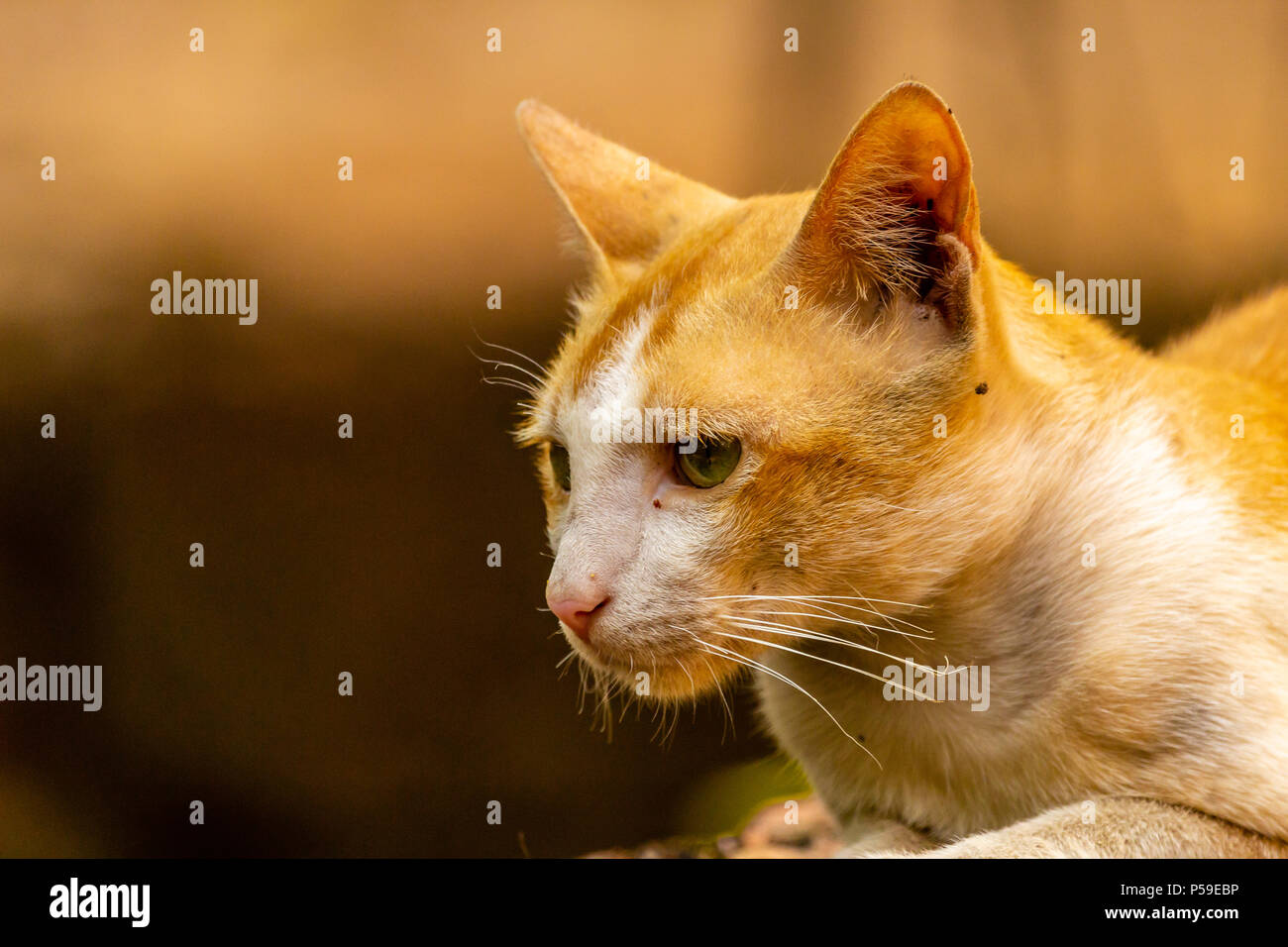 House Cat Portrait Stock Photo - Alamy