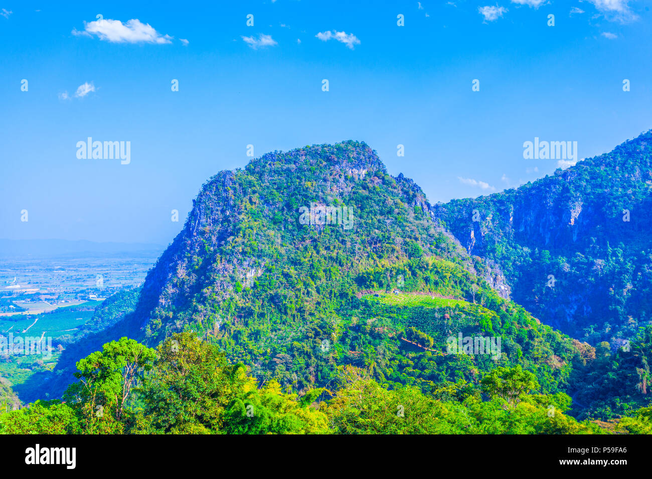 Pine forest on the mountain during winter season at Doi Pha Mee Chiang ...