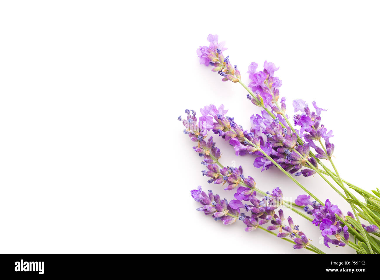 The lavender flowers isolated on white background Stock Photo - Alamy