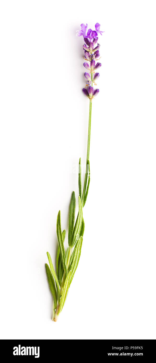 The lavender flowers isolated on white background Stock Photo - Alamy