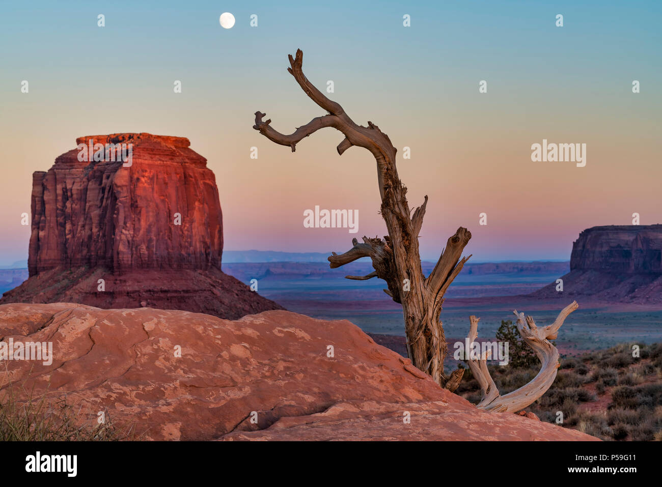 Tree trunk monument valley hi-res stock photography and images - Alamy