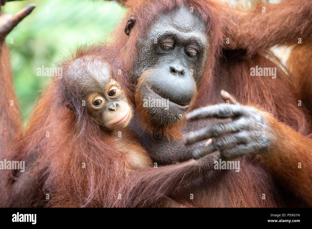 Portrait of a hairy orangutan mother with her baby in the greenery of a ...