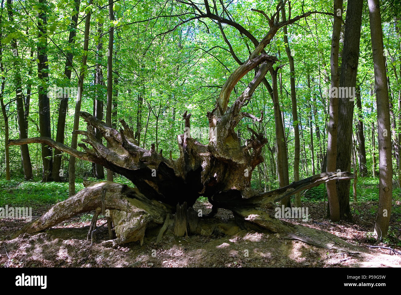 Picturesque roots of a tree fallen in a park. Nature Stock Photo - Alamy