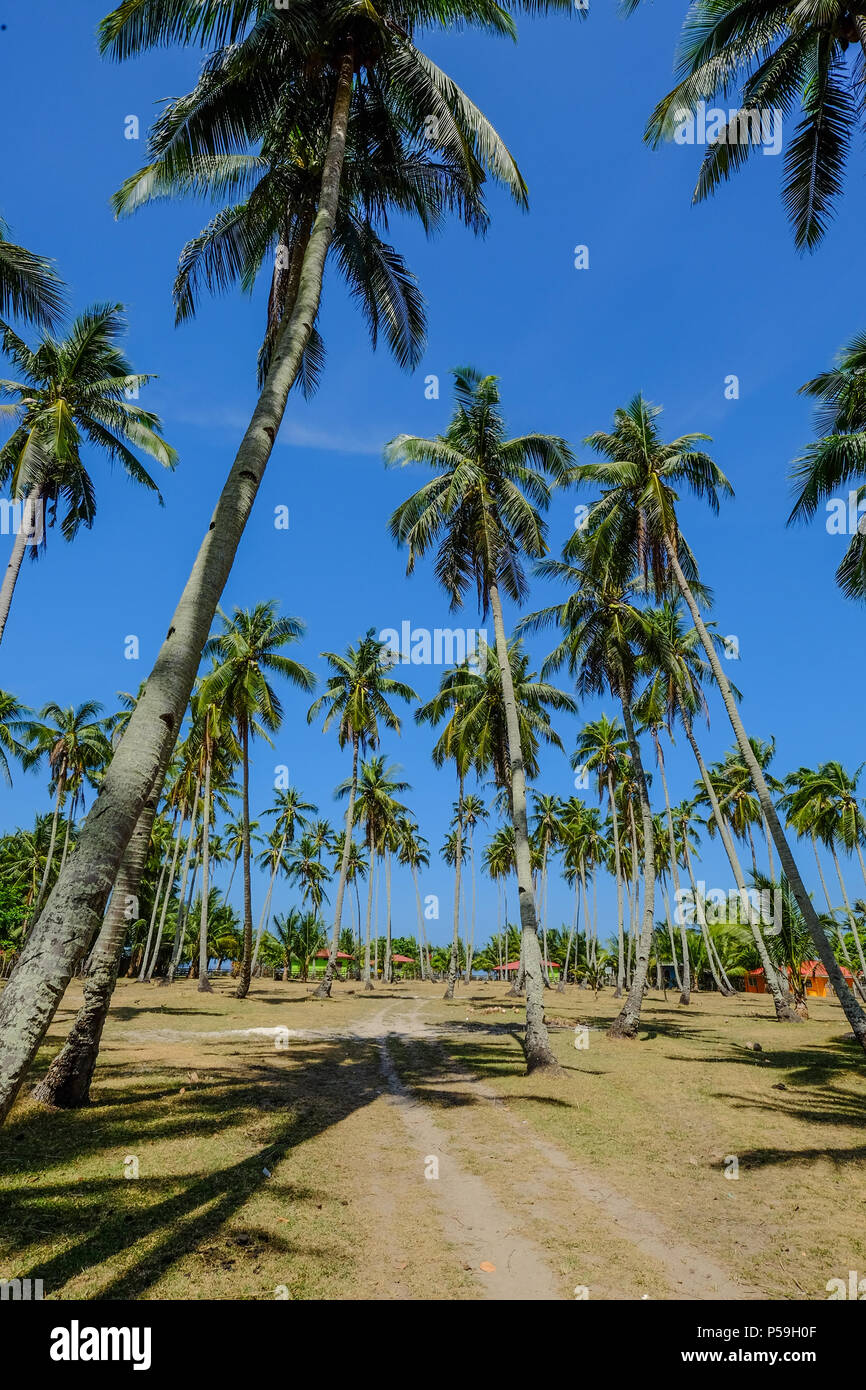 Nursery coconut trees hi-res stock photography and images - Alamy
