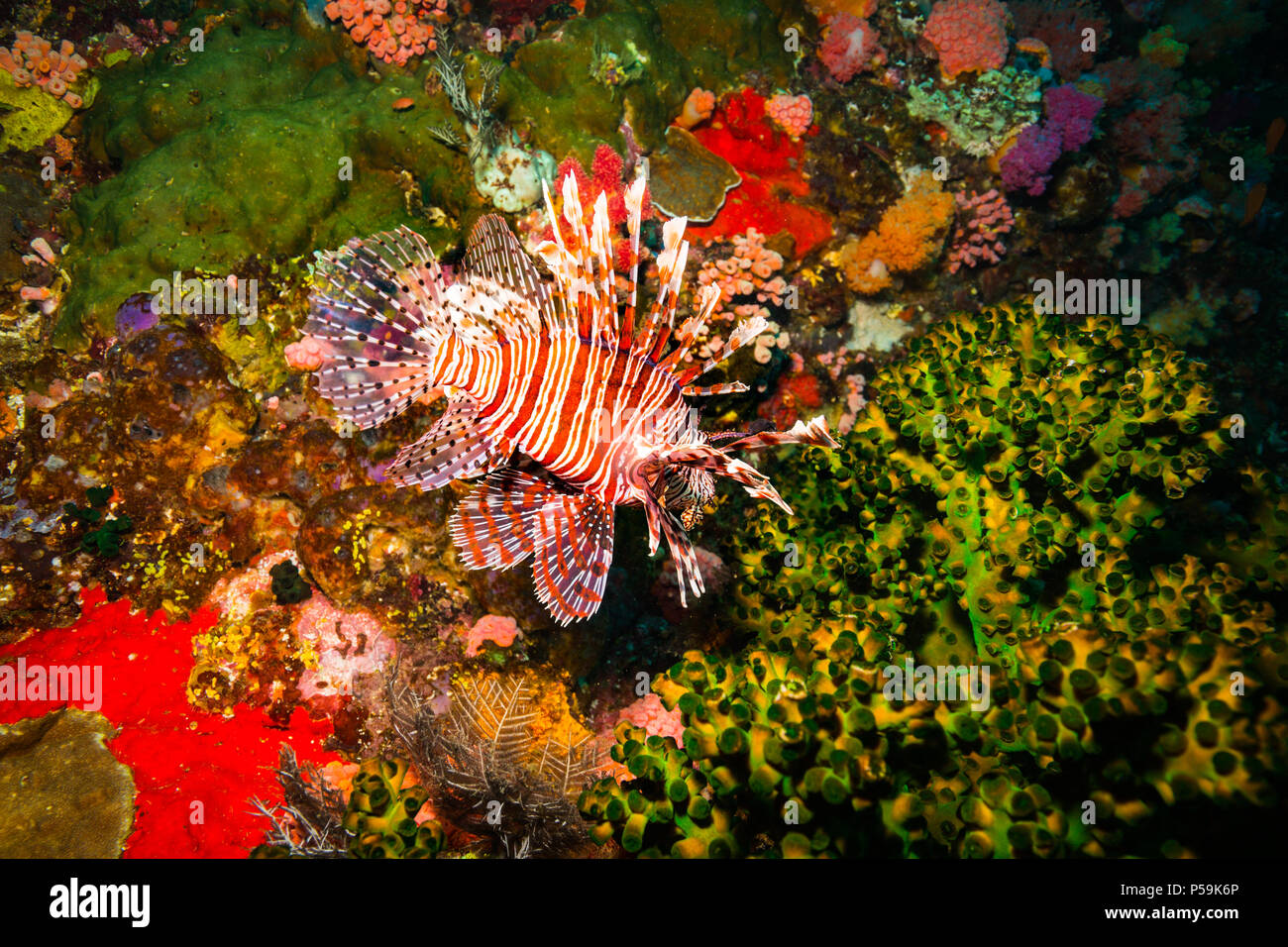 Eyes fish lionfish hi-res stock photography and images - Alamy
