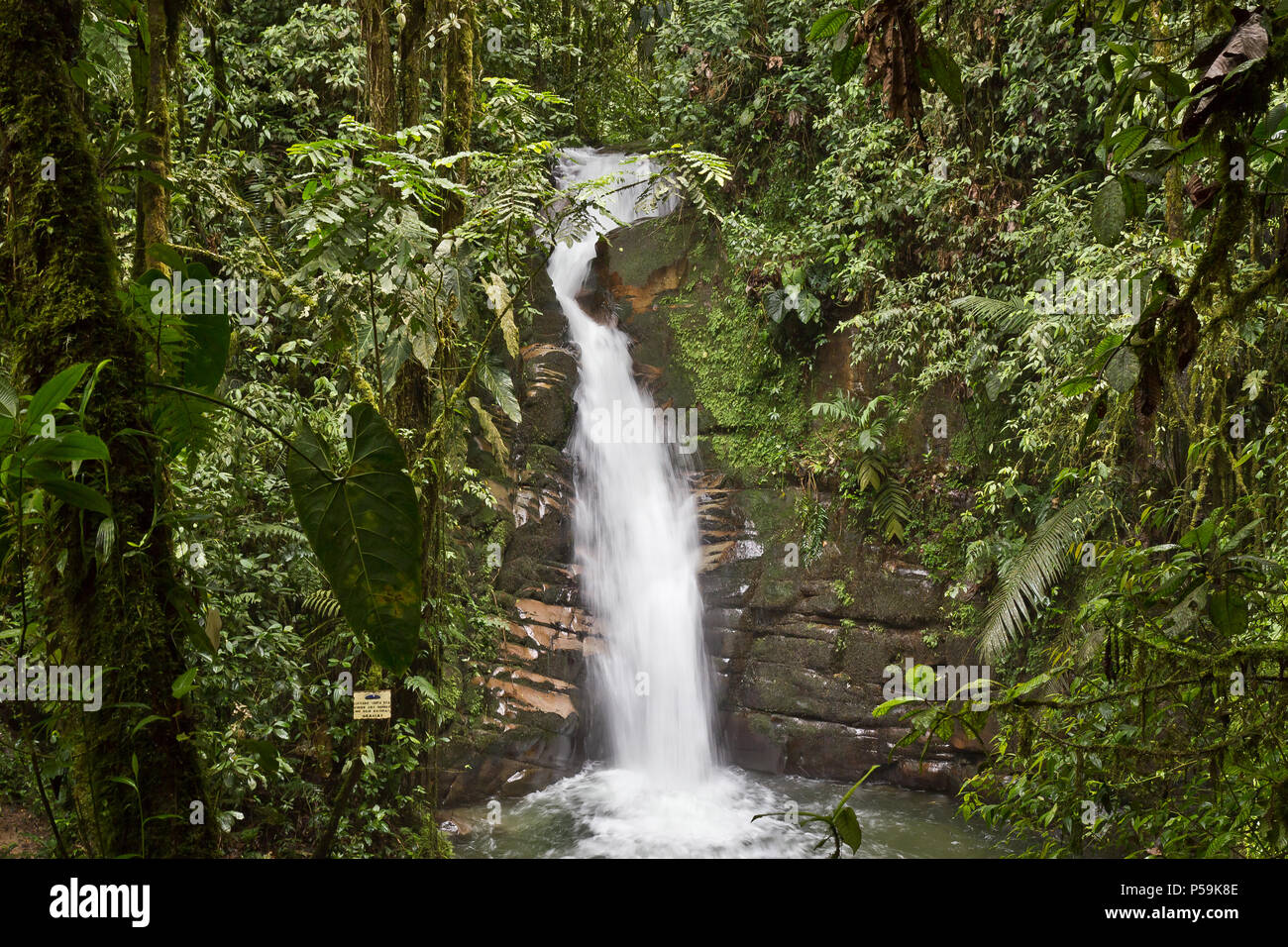 Jungle colombia hi-res stock photography and images - Alamy