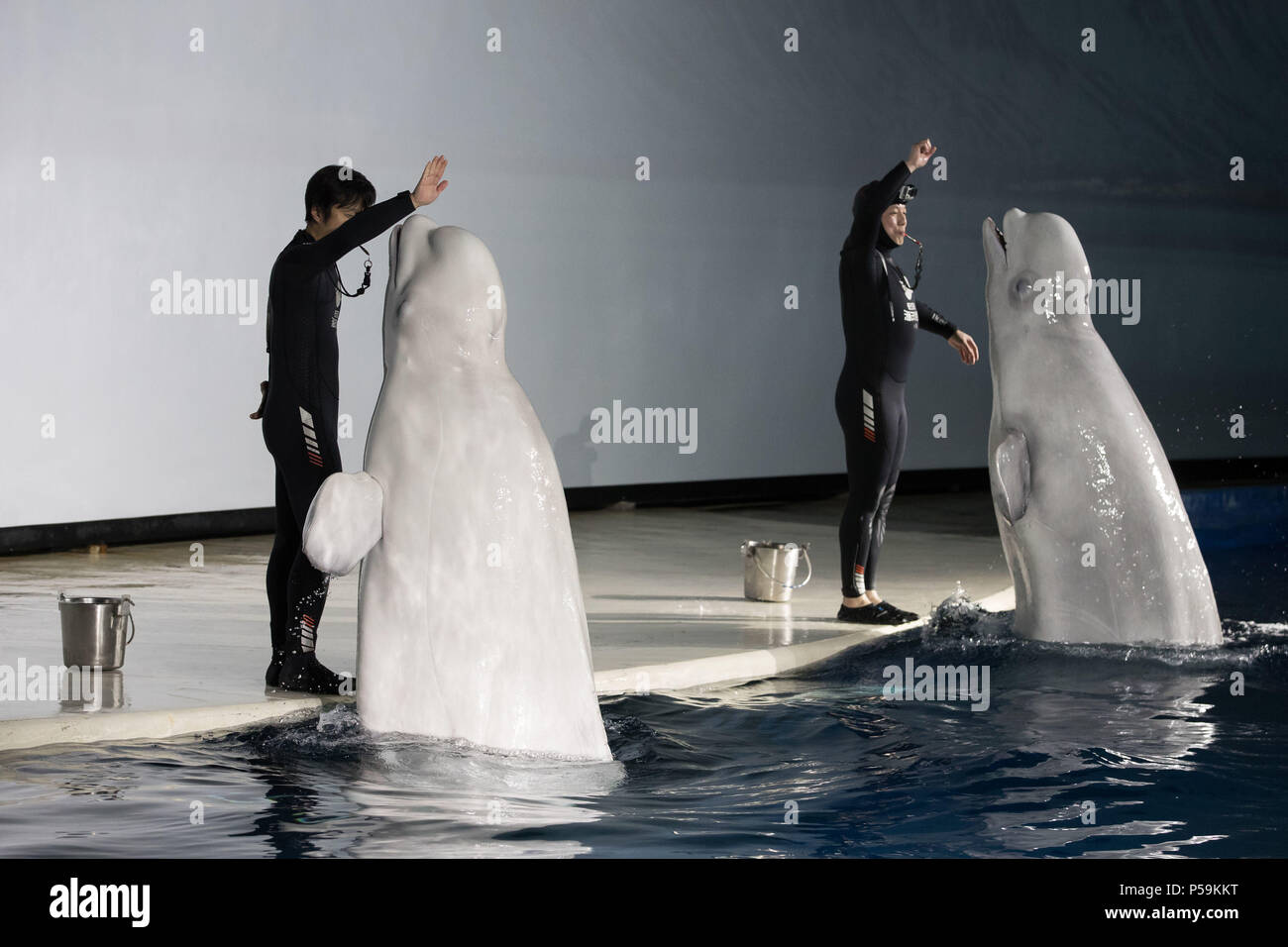 Little White and Little Grey perform during a show at Ocean World ...