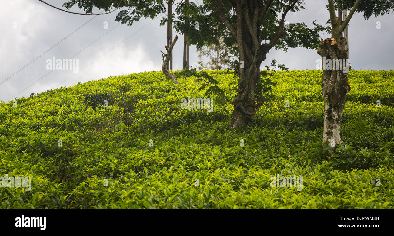 Tea plantation on Sri Lanka Stock Photo - Alamy