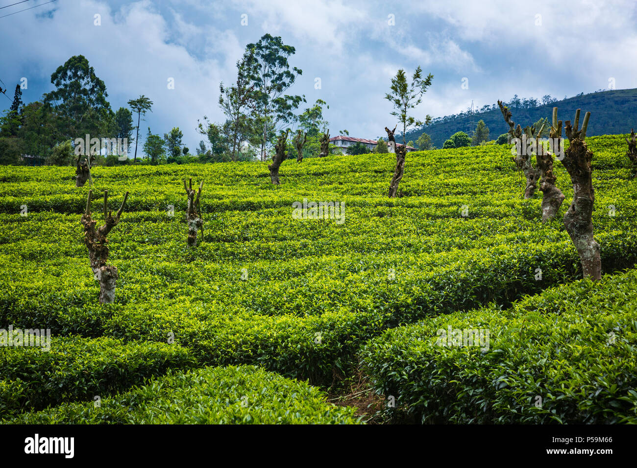 Tea plantation on Sri Lanka Stock Photo - Alamy