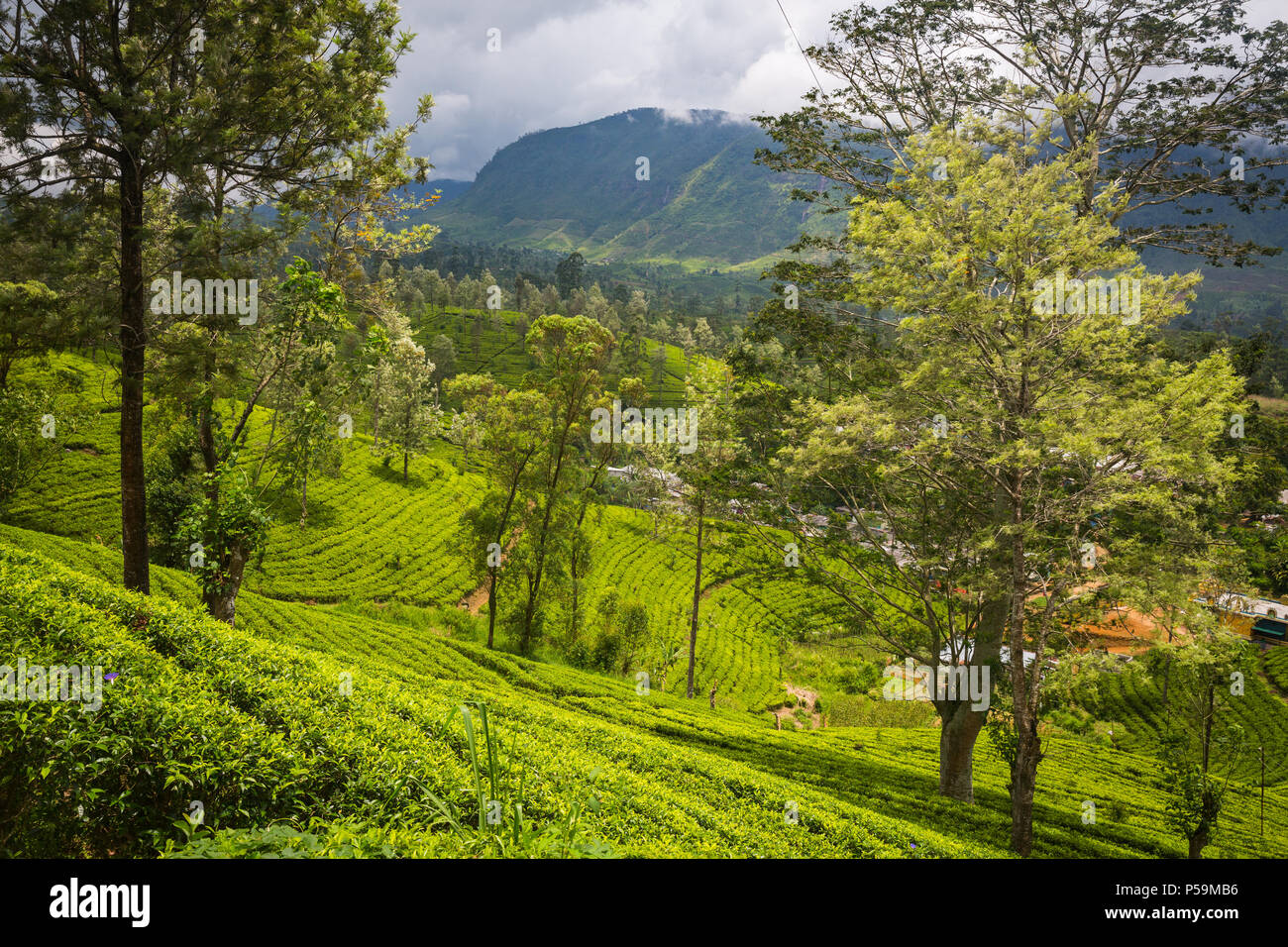Tea plantation on Sri Lanka Stock Photo - Alamy