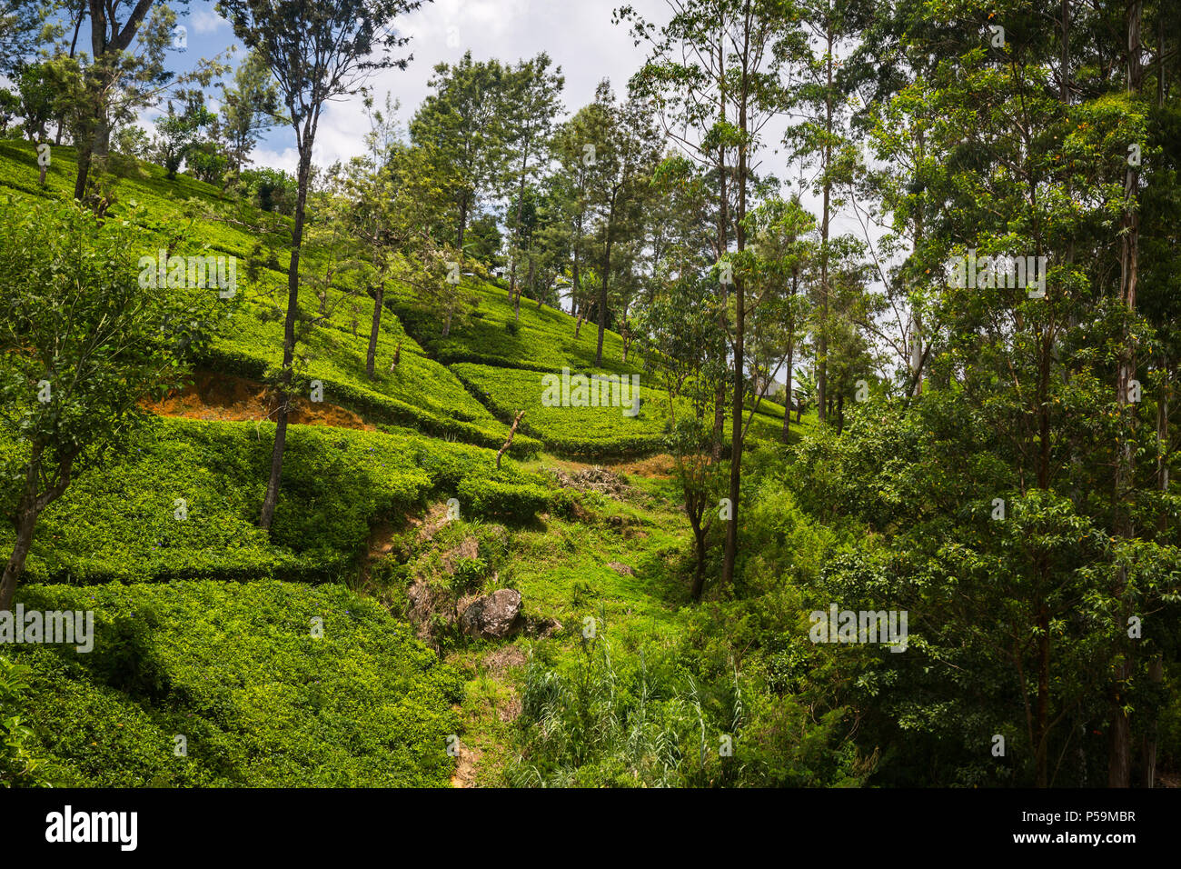 Tea plantation on Sri Lanka Stock Photo - Alamy