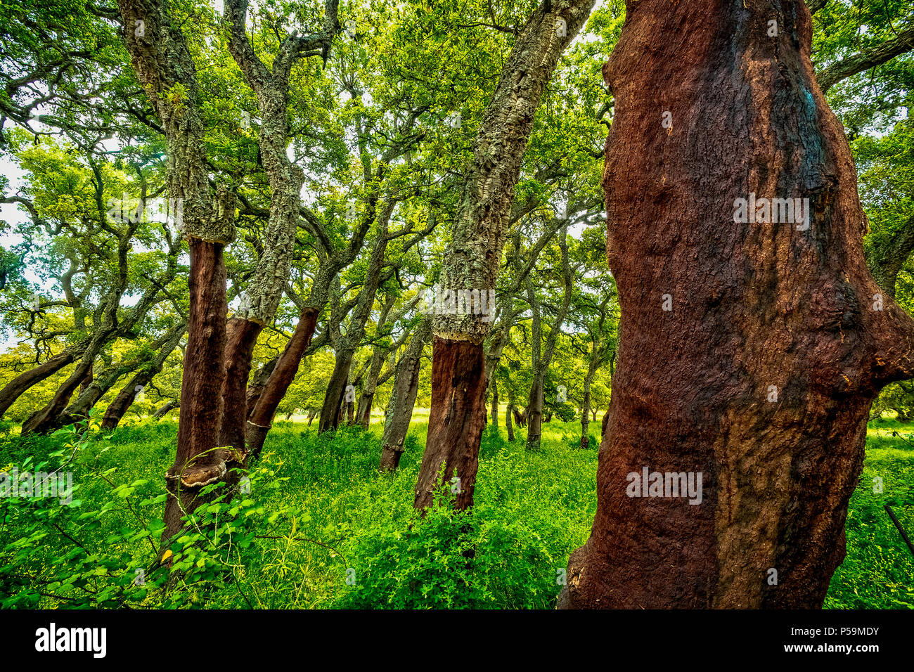 Italy Sardinia Province of Olbia - Tempio - Cork Trees Stock Photo - Alamy
