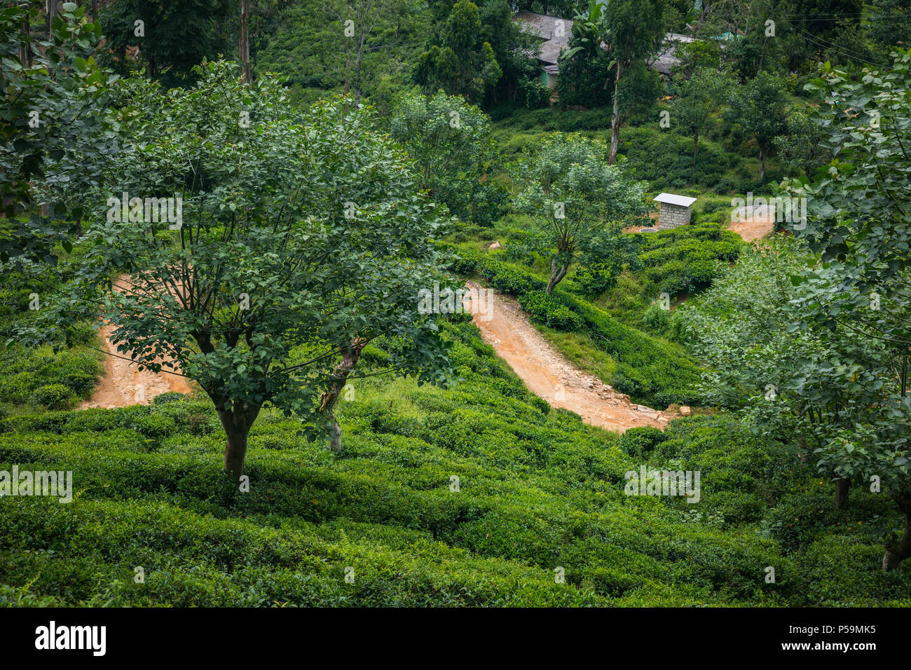 Tea plantation on Sri Lanka Stock Photo - Alamy