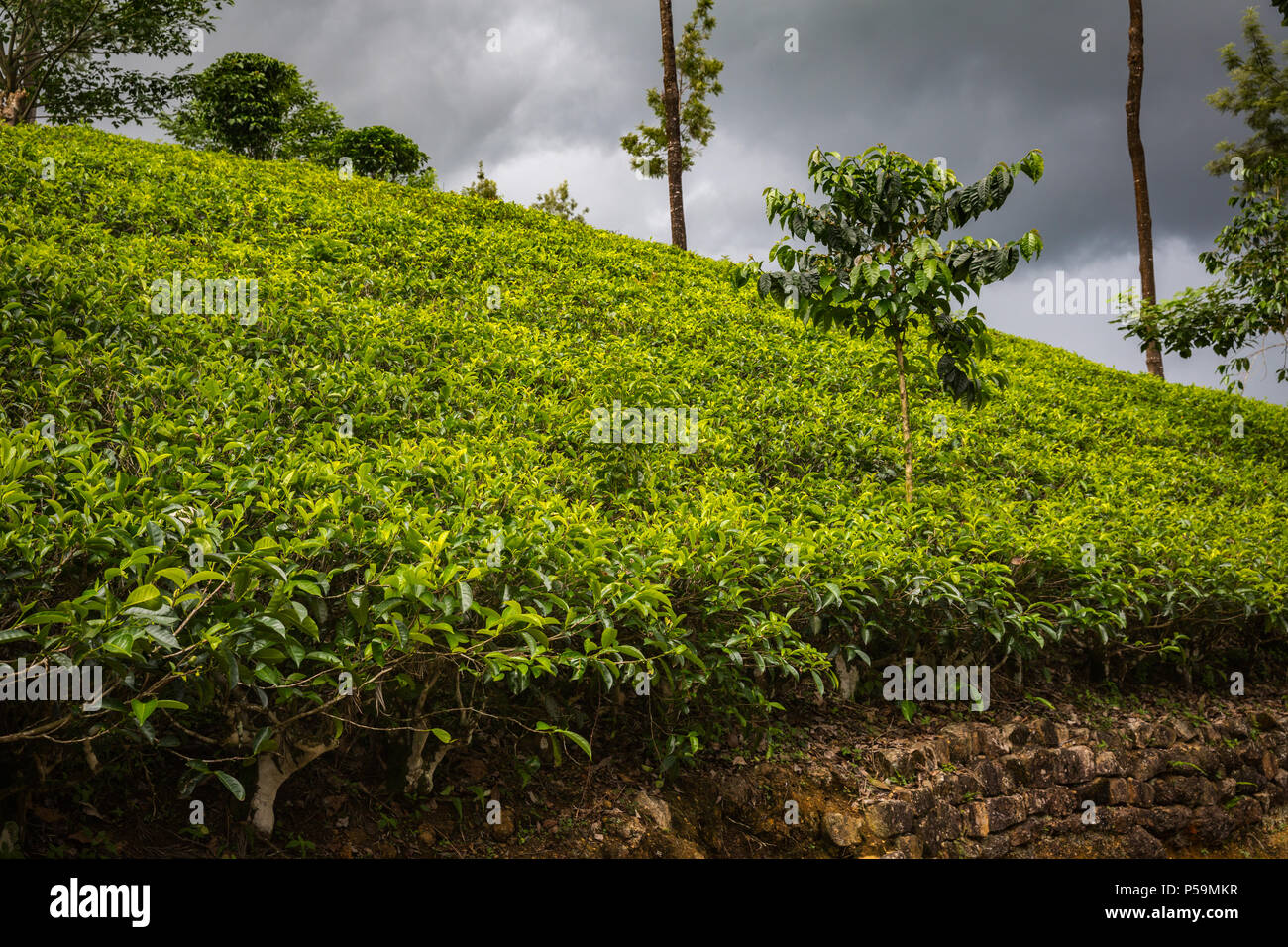 Tea plantation on Sri Lanka Stock Photo - Alamy