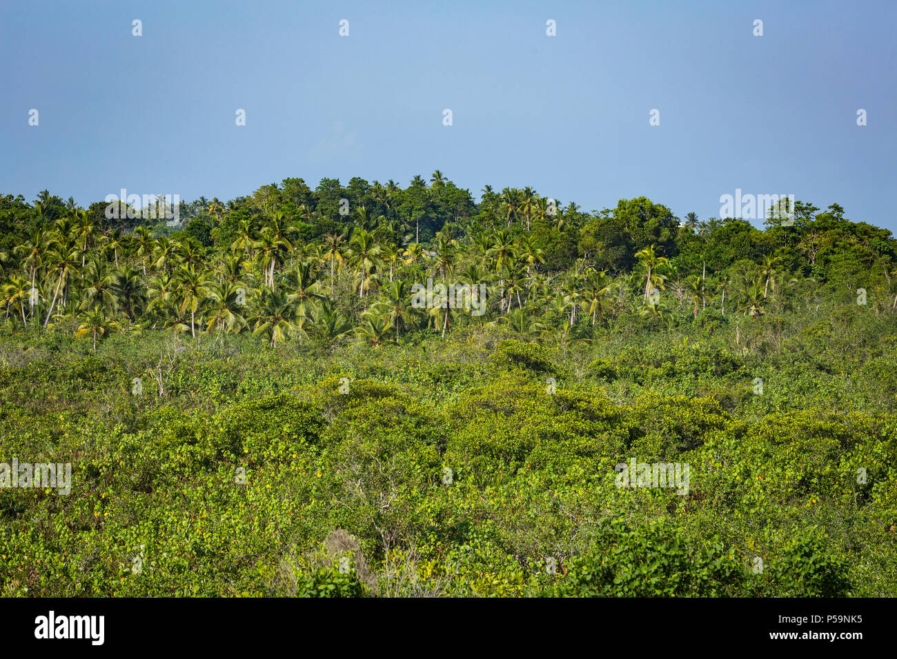 Sri Lankas jungle near Mirissa Stock Photo - Alamy