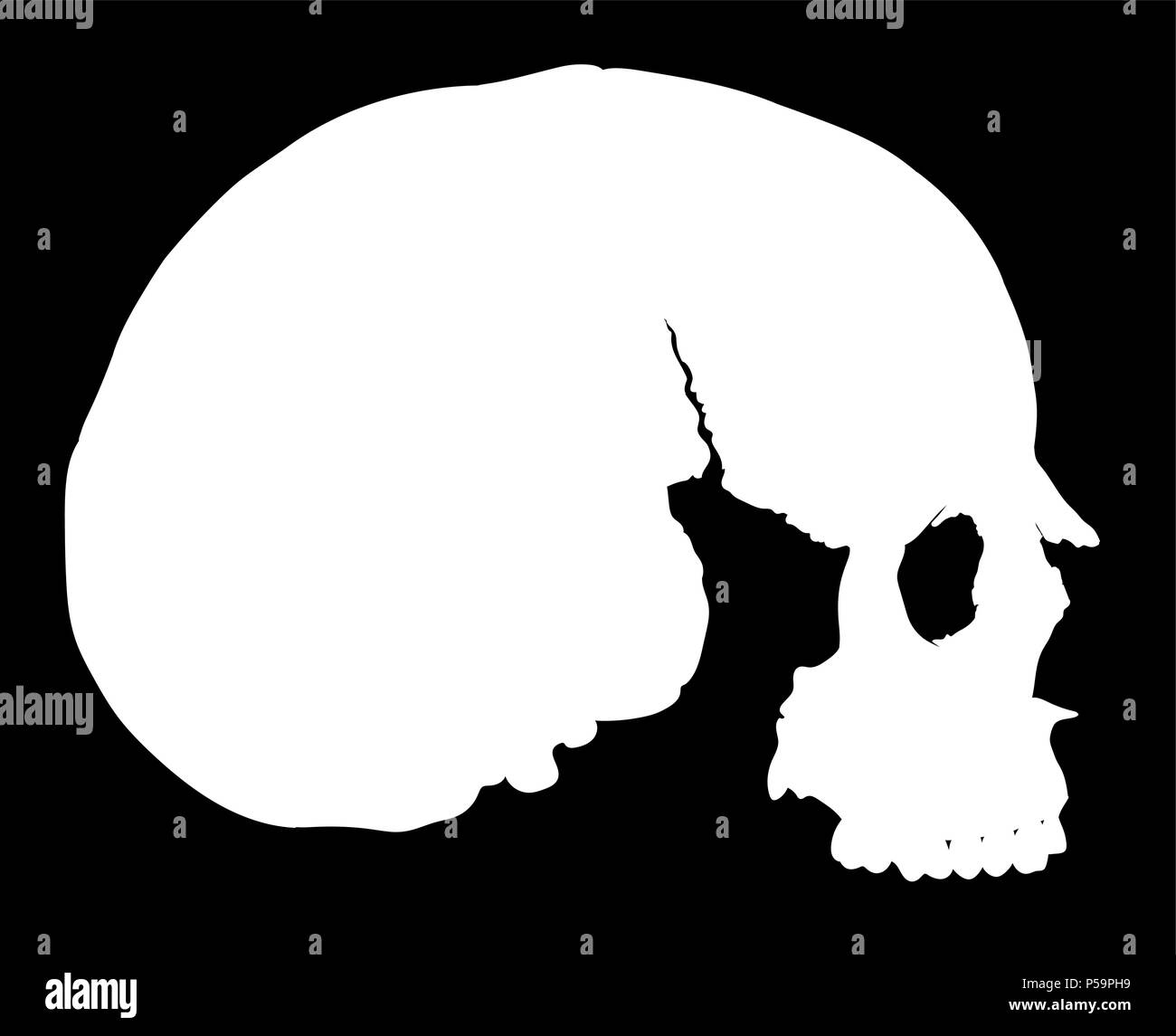 simple skull in profile Stock Vector Image & Art - Alamy