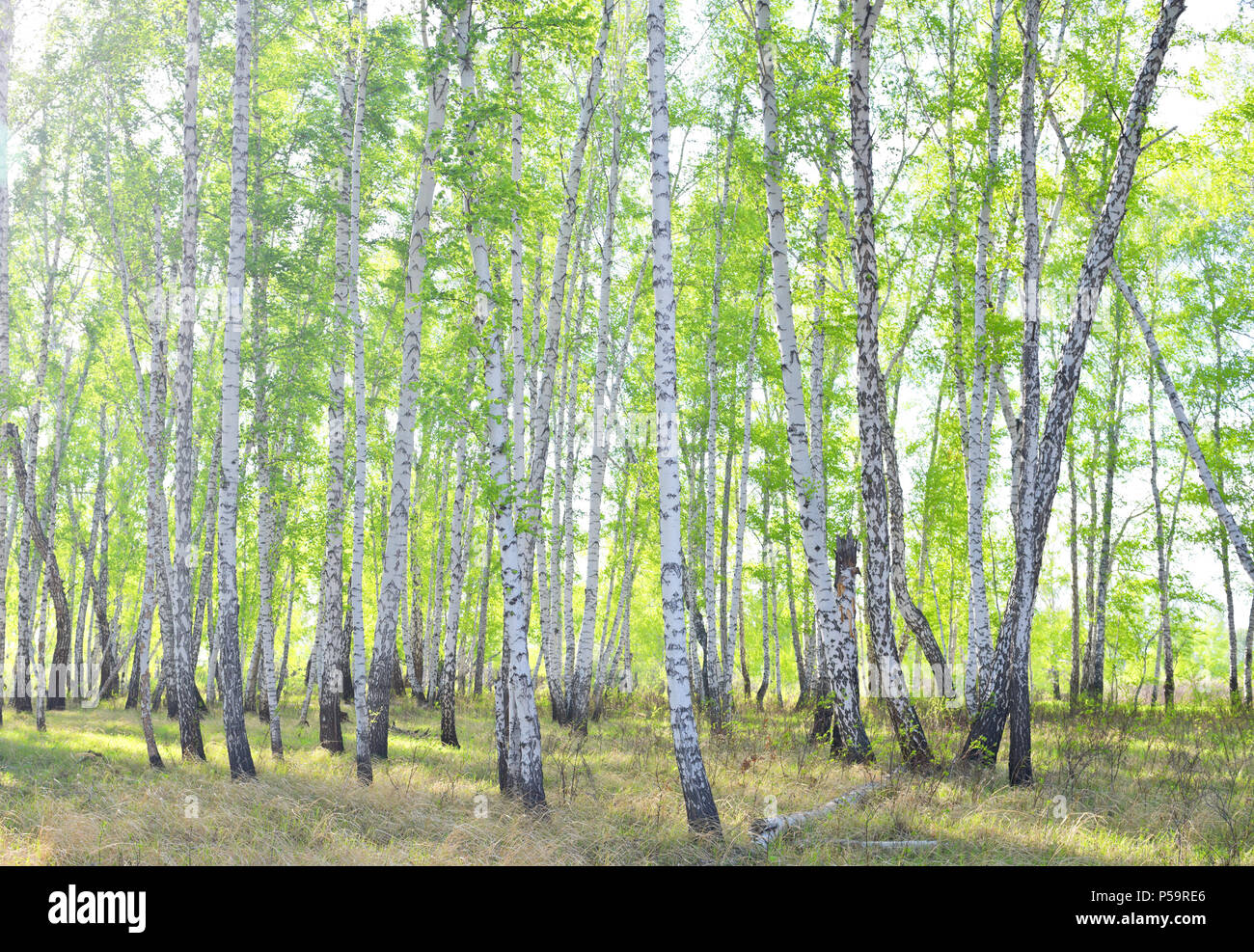 Spring birch forest Stock Photo - Alamy